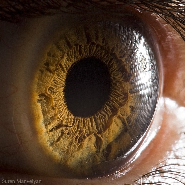 Disturbingly Beautiful Macro Photos of Eyes by Suren Manvelyan ...